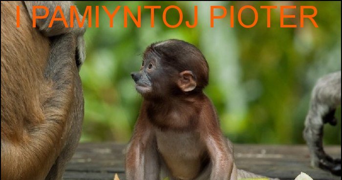 I pamiyntoj Pioter memy, gify i śmieszne obrazki facebook, tapety ...