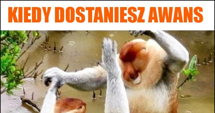 Kiedy dostaniesz awans memy, gify i śmieszne obrazki facebook, tapety ...