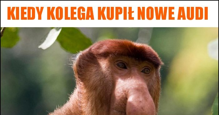 kiedy kolega kupił nowe Audi memy, gify i śmieszne obrazki facebook ...