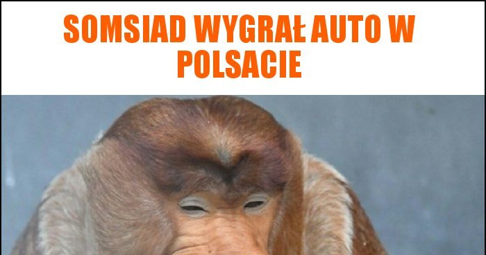 SOMSIAD WYGRAŁ AUTO W POLSACIE memy, gify i śmieszne obrazki facebook ...