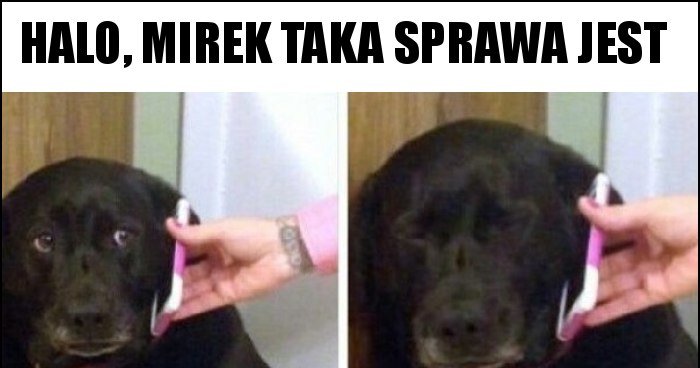 Halo, Mirek taka sprawa jest memy, gify i śmieszne obrazki facebook ...