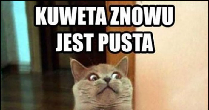 Kot kuweta jest znowu pusta, chyba ktoś kradnie moje gówna memy, gify i ...