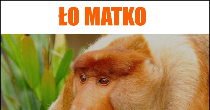 Ło matko memy, gify i śmieszne obrazki facebook, tapety, demotywatory ...