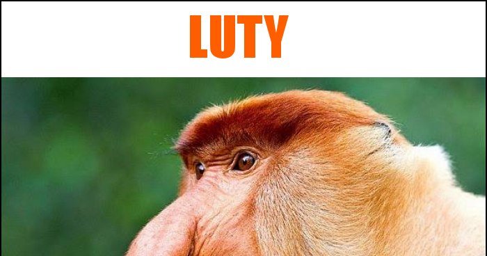 LUTY memy, gify i śmieszne obrazki facebook, tapety, demotywatory zdjęcia