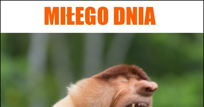 Miłego dnia memy, gify i śmieszne obrazki facebook, tapety ...