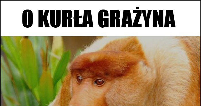 O Kurła grażyna memy, gify i śmieszne obrazki facebook, tapety ...