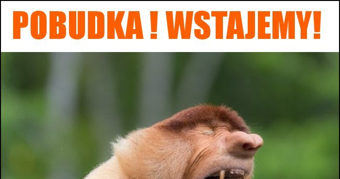 Pobudka ! Wstajemy! memy, gify i śmieszne obrazki facebook, tapety ...