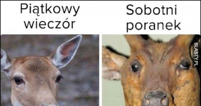 Sarna sarenka piątkowy wieczór vs sobotni poranek memy, gify i śmieszne ... Sarna sarenka piątkowy wieczór vs sobotni poranek memy, gify i śmieszne ...