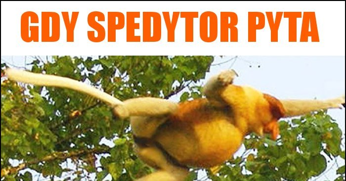 Gdy spedytor pyta memy, gify i śmieszne obrazki facebook, tapety ...