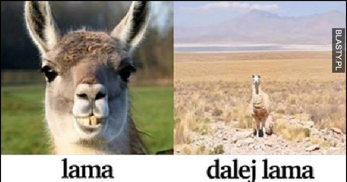 Lama lama w oddali dalej lama memy, gify i śmieszne obrazki facebook ...