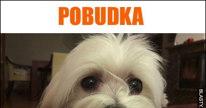 Pobudka memy, gify i śmieszne obrazki facebook, tapety, demotywatory ...