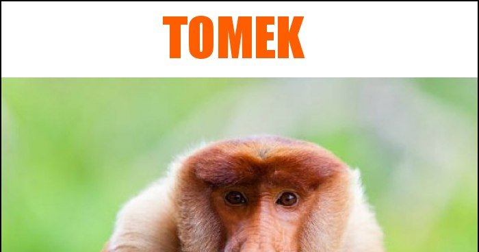 TOMEK memy, gify i śmieszne obrazki facebook, tapety, demotywatory zdjęcia