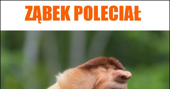 Ząbek poleciał memy, gify i śmieszne obrazki facebook, tapety ...