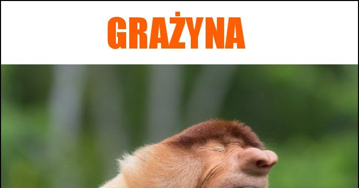 Grażyna memy, gify i śmieszne obrazki facebook, tapety, demotywatory ...
