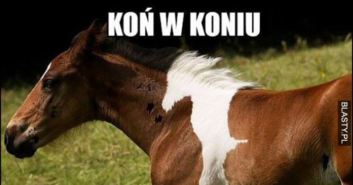 Koń w koniu umaszczenie wyglądające jak koń memy, gify i śmieszne ...