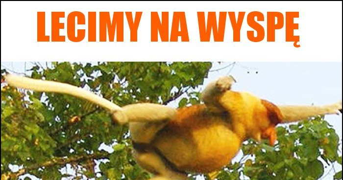 Lecimy na wyspę memy, gify i śmieszne obrazki facebook, tapety ...