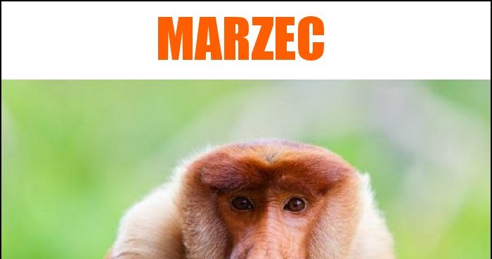 Marzec memy, gify i śmieszne obrazki facebook, tapety, demotywatory zdjęcia