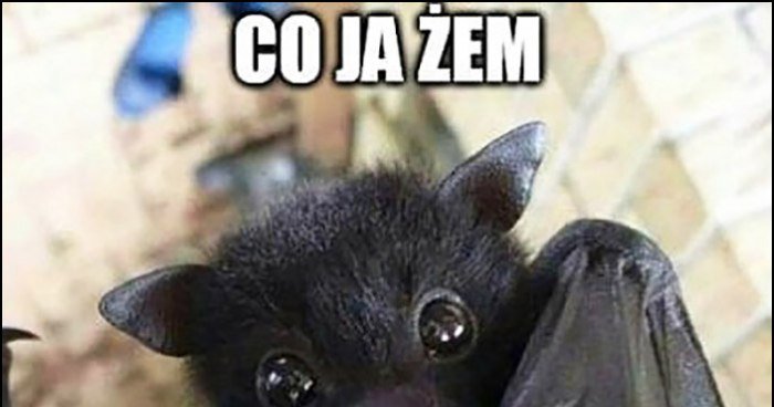 Nietoperz co żem ja odwalił koronawirus epidemia w Polsce memy, gify i ...