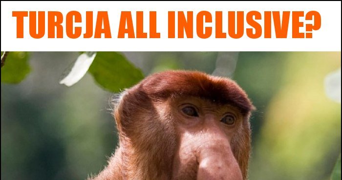 Turcja all inclusive? memy, gify i śmieszne obrazki facebook, tapety ...