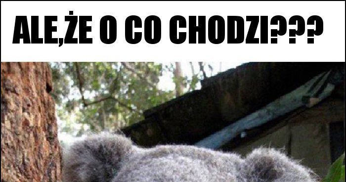 Ale,że o co chodzi??? memy, gify i śmieszne obrazki facebook, tapety, demotywatory zdjęcia