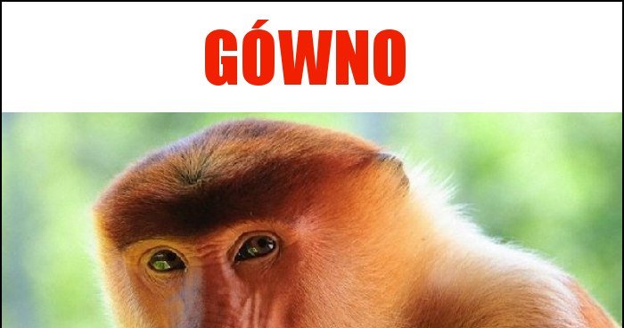 Gówno memy, gify i śmieszne obrazki facebook, tapety, demotywatory zdjęcia