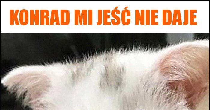 Konrad mi jeść nie daje memy, gify i śmieszne obrazki facebook, tapety ...