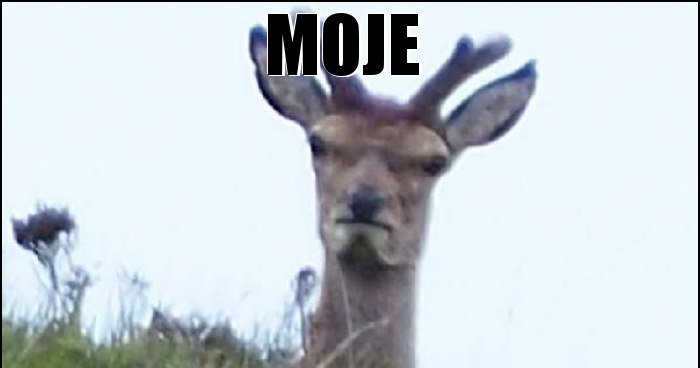 moje memy, gify i śmieszne obrazki facebook, tapety, demotywatory zdjęcia