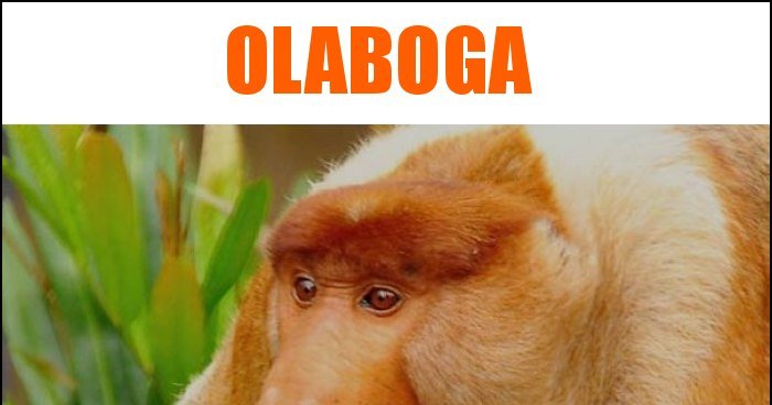 Olaboga memy, gify i śmieszne obrazki facebook, tapety, demotywatory ...