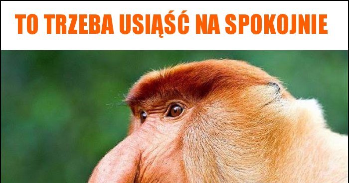 To trzeba usiąść na spokojnie memy, gify i śmieszne obrazki facebook ...