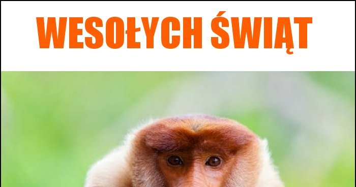 Wesołych świąt memy, gify i śmieszne obrazki facebook, tapety ...