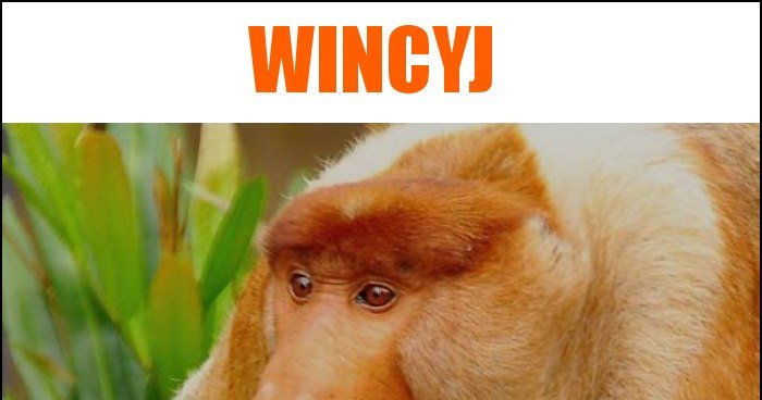 Wincyj memy, gify i śmieszne obrazki facebook, tapety, demotywatory zdjęcia