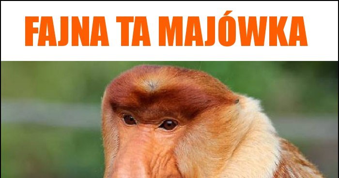 Fajna ta majówka memy, gify i śmieszne obrazki facebook, tapety ...