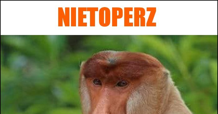 Nietoperz memy, gify i śmieszne obrazki facebook, tapety, demotywatory ...