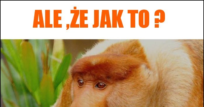 Ale ,że jak to ? memy, gify i śmieszne obrazki facebook, tapety, demotywatory zdjęcia