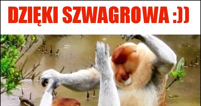 Dzięki Szwagrowa :)) memy, gify i śmieszne obrazki facebook, tapety ...