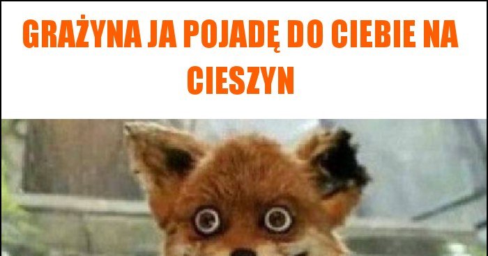 Grażyna ja pojadę do ciebie na Cieszyn memy, gify i śmieszne obrazki ...