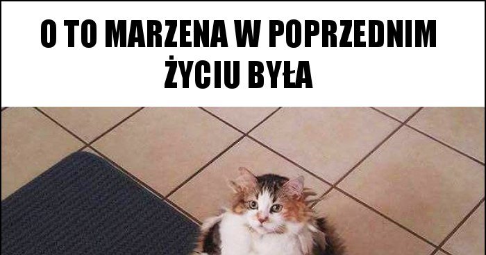 O to Marzena w poprzednim życiu była memy, gify i śmieszne obrazki ...