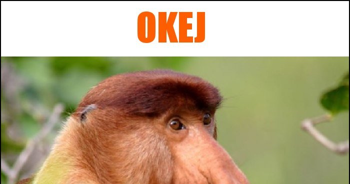 Okej memy, gify i śmieszne obrazki facebook, tapety, demotywatory zdjęcia