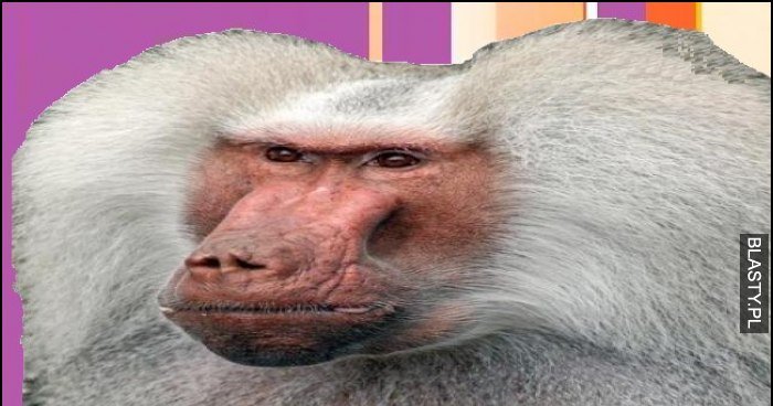 Pawian memy, gify i śmieszne obrazki facebook, tapety, demotywatory zdjęcia