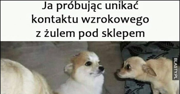 pies-psy-ja-pr-buj-c-unika-kontaktu-wzrokowego-z-ulem-pod-sklepem