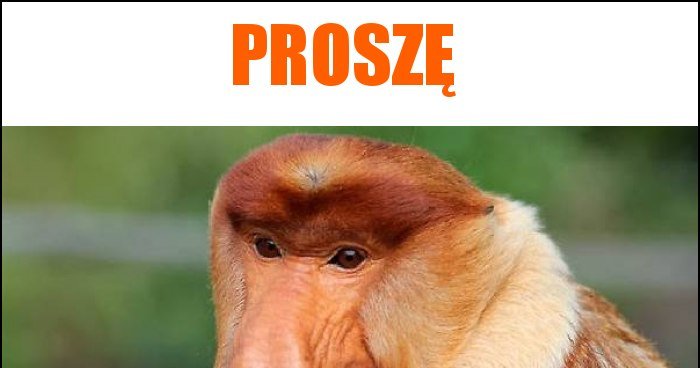 Proszę memy, gify i śmieszne obrazki facebook, tapety, demotywatory zdjęcia