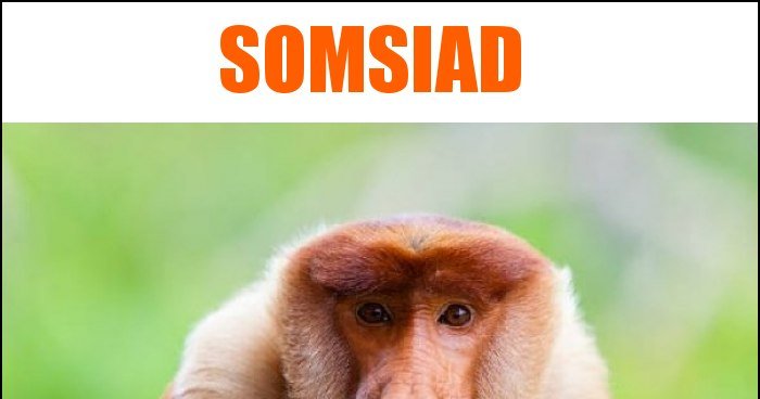 Somsiad memy, gify i śmieszne obrazki facebook, tapety, demotywatory ...