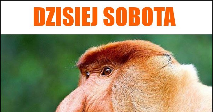 Dzisiej sobota memy, gify i śmieszne obrazki facebook, tapety ...