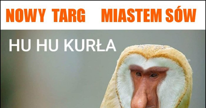 nowy targ miastem sów memy, gify i śmieszne obrazki facebook, tapety ...