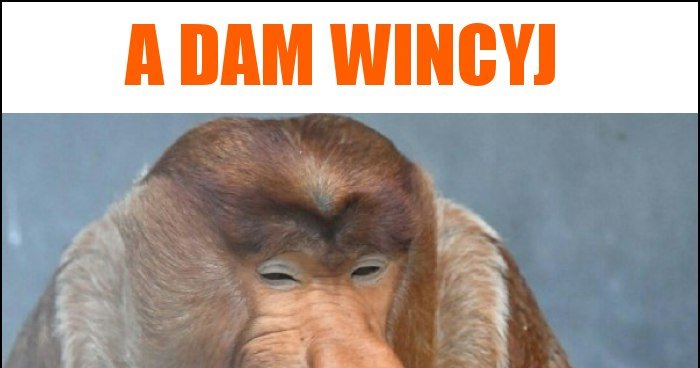 A DAM WINCYJ memy, gify i śmieszne obrazki facebook, tapety ...