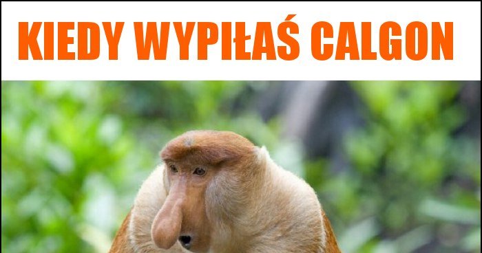 Kiedy wypiłaś calgon memy, gify i śmieszne obrazki facebook, tapety ...