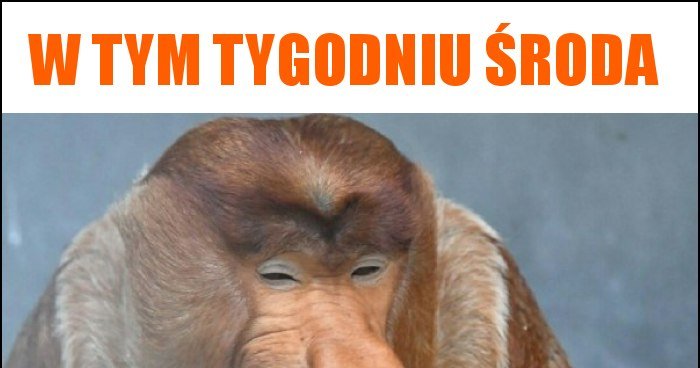 W tym tygodniu środa memy, gify i śmieszne obrazki facebook, tapety ...