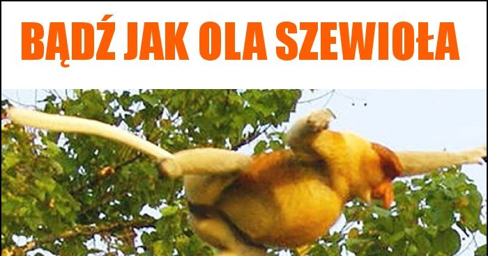 Bądź jak Ola Szewioła memy, gify i śmieszne obrazki facebook, tapety ...