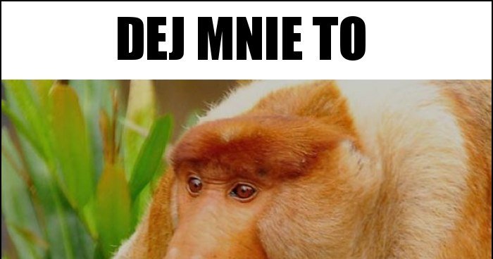 Dej mnie to memy, gify i śmieszne obrazki facebook, tapety ...