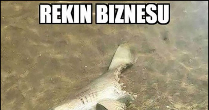 Rekin biznesu po roku płacenia podatków w Polsce zjedzony memy, gify i ...